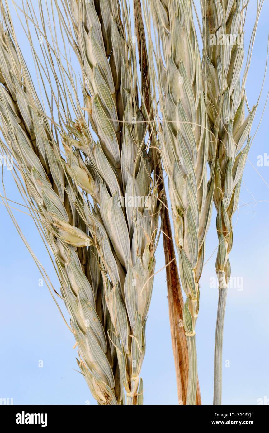 Polish wheat hi-res stock photography and images - Alamy
