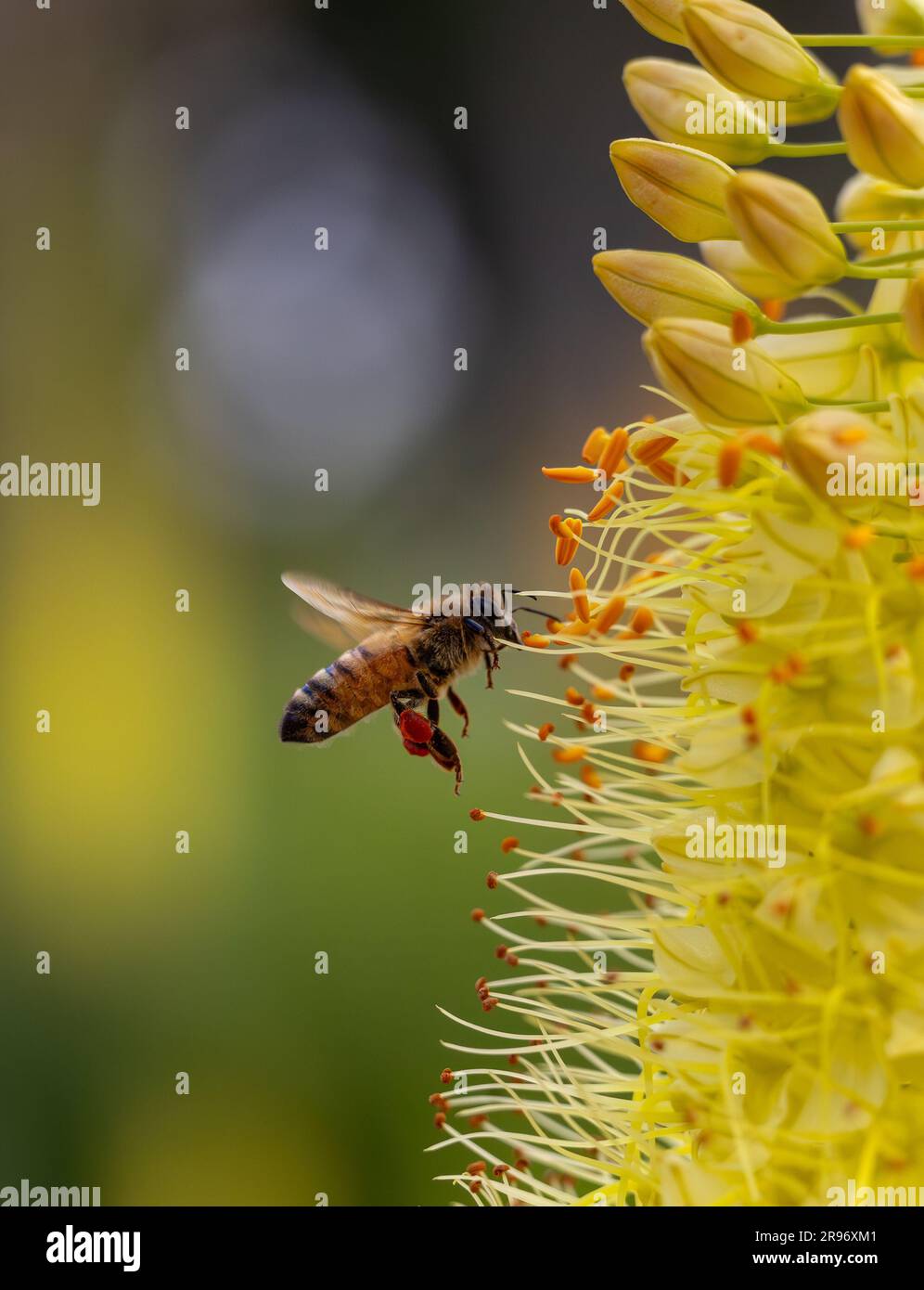 A vertical shot of an industrious bee is gathering pollen from a ...