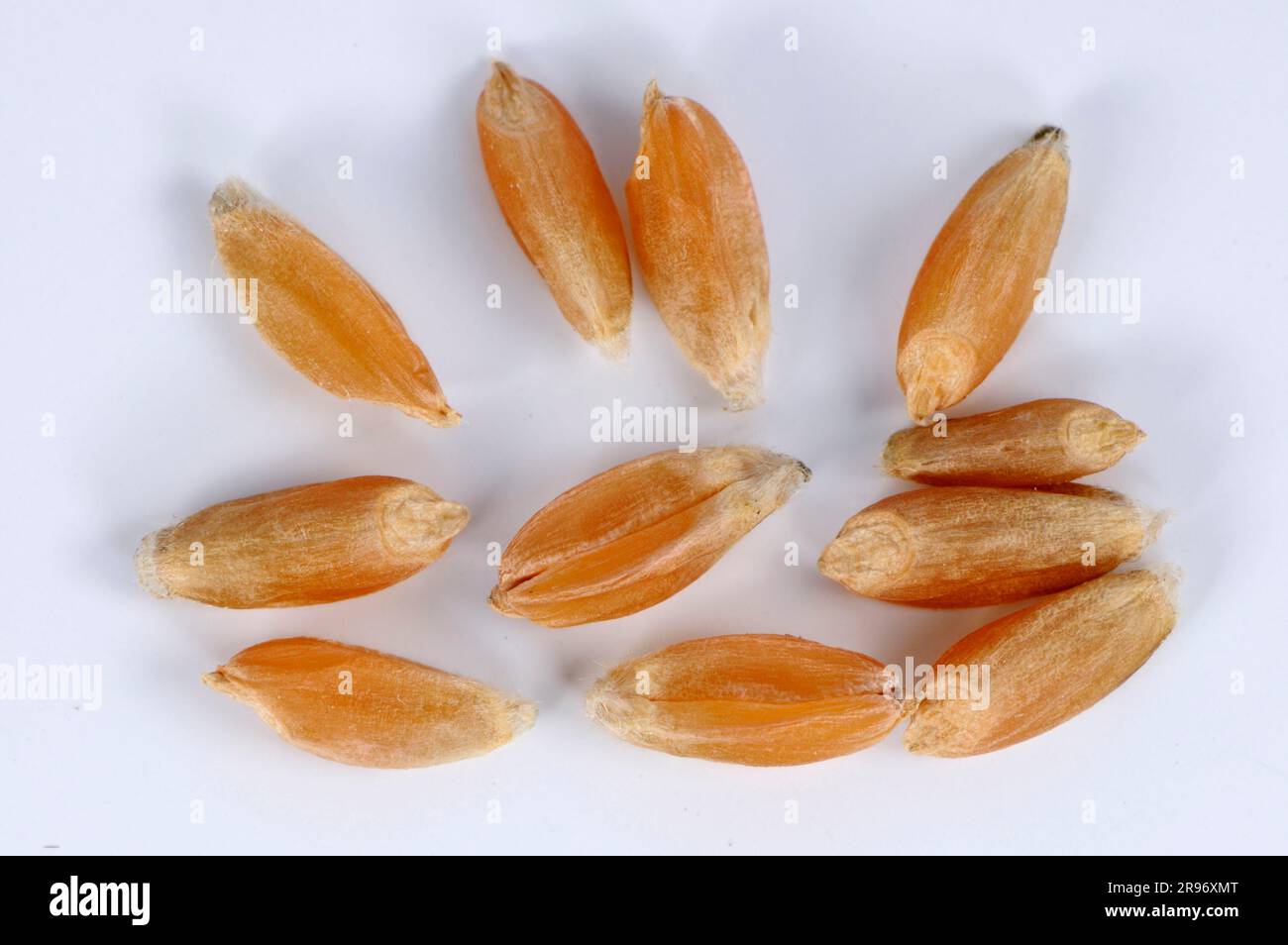Colchic emmer (Triticum karamyshevii), emmer kernels, cereal grains ...
