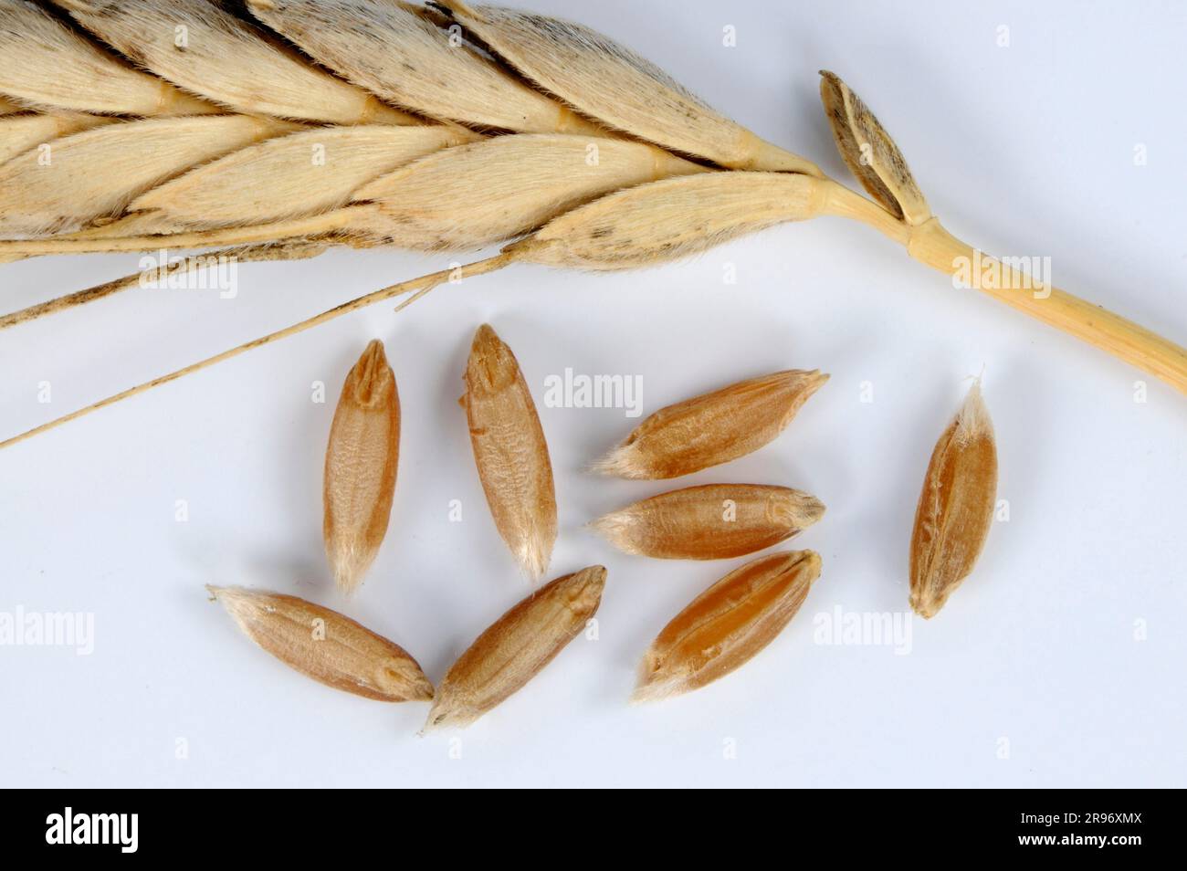 Wild emmer (Triticum dicoccoides dicoccoides), emmer kernels, cereal ...