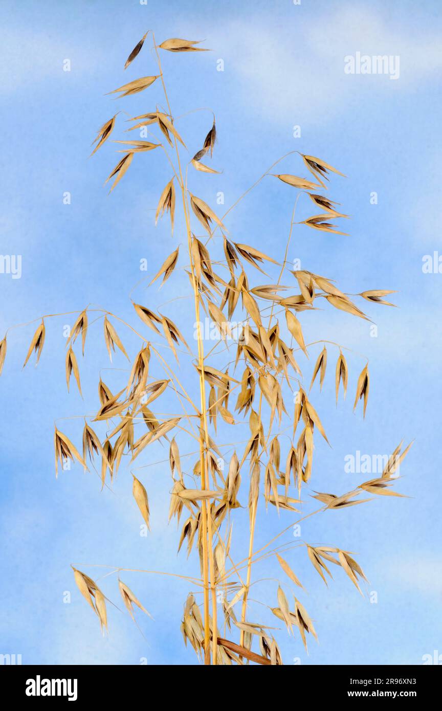 Sterile oats (Avena sterilis), live oats, wild red oats, wild winter ...