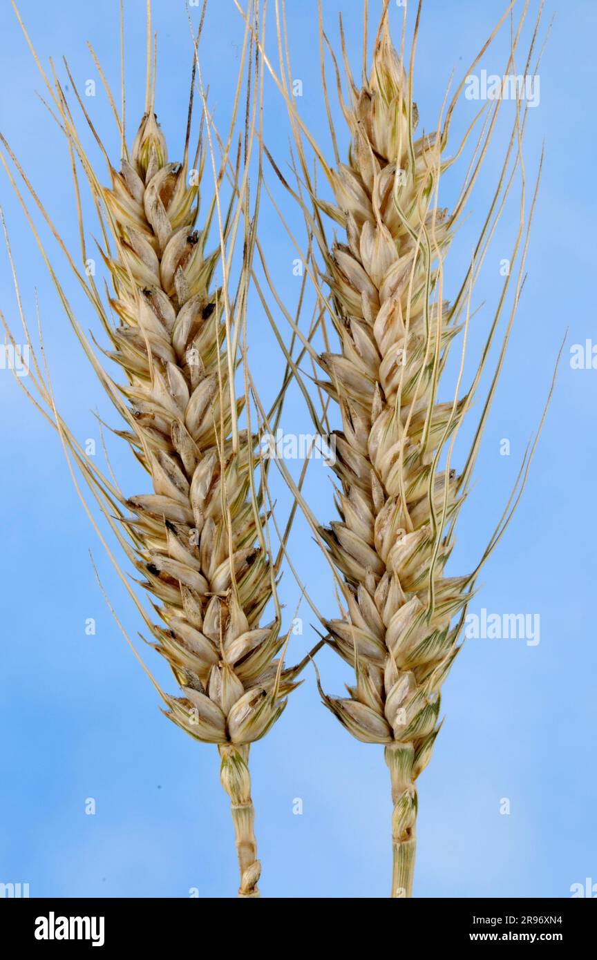 Durum (Triticum durum) 'Aristatum', wheat grains Stock Photo - Alamy