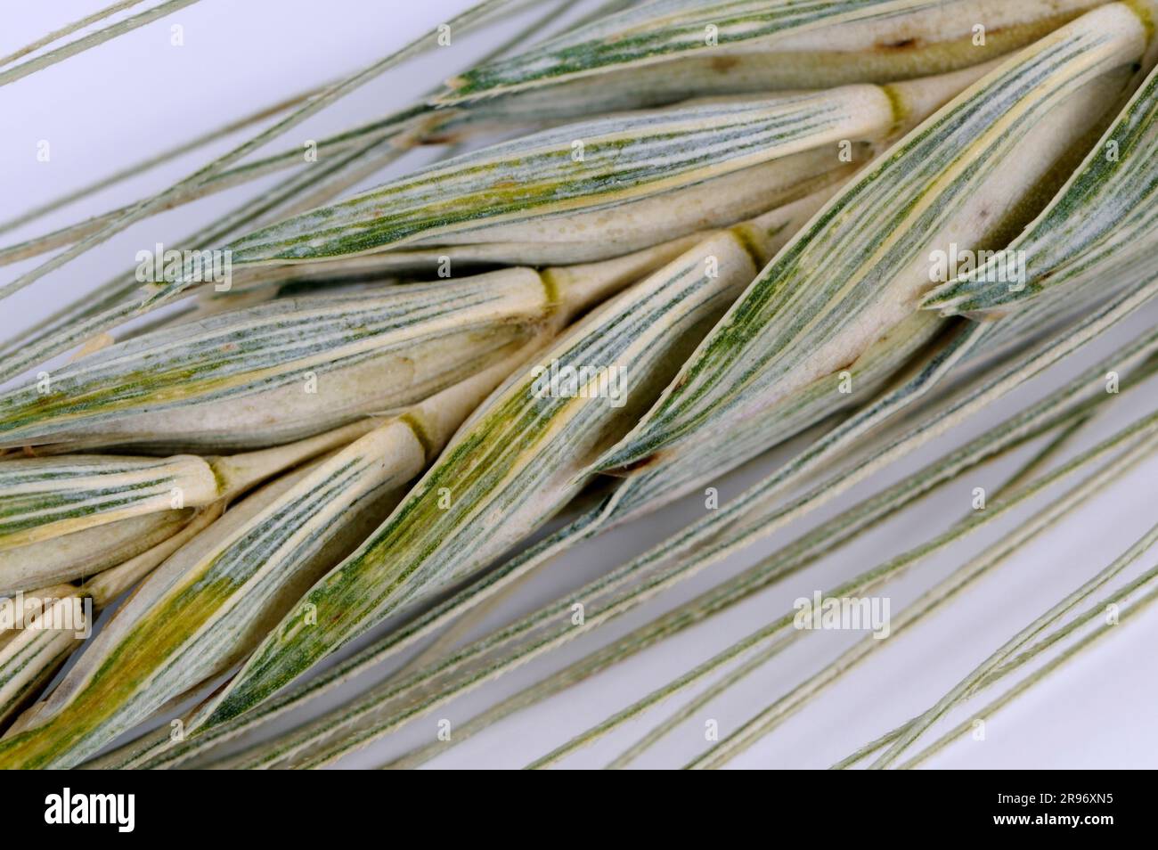 Triticum polonicum hi-res stock photography and images - Alamy