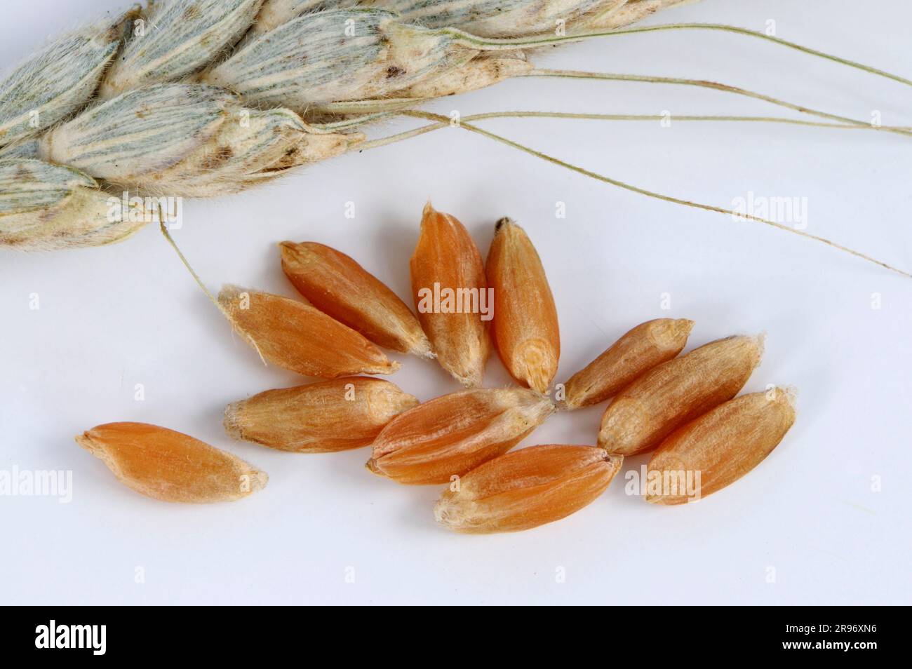 Colchic emmer (Triticum karamyshevii), emmer kernels, cereal grains ...
