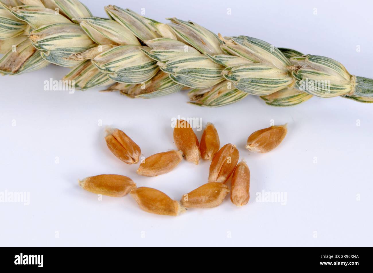Durum (Triticum durum) 'Muticum', wheat grains Stock Photo - Alamy