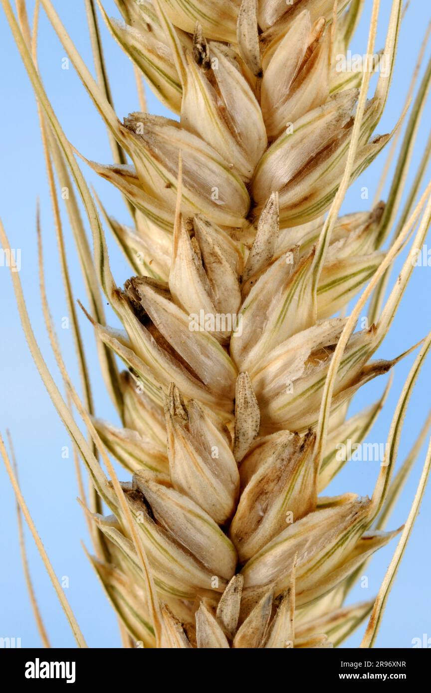 Durum (Triticum durum) 'Aristatum', wheat grains Stock Photo - Alamy
