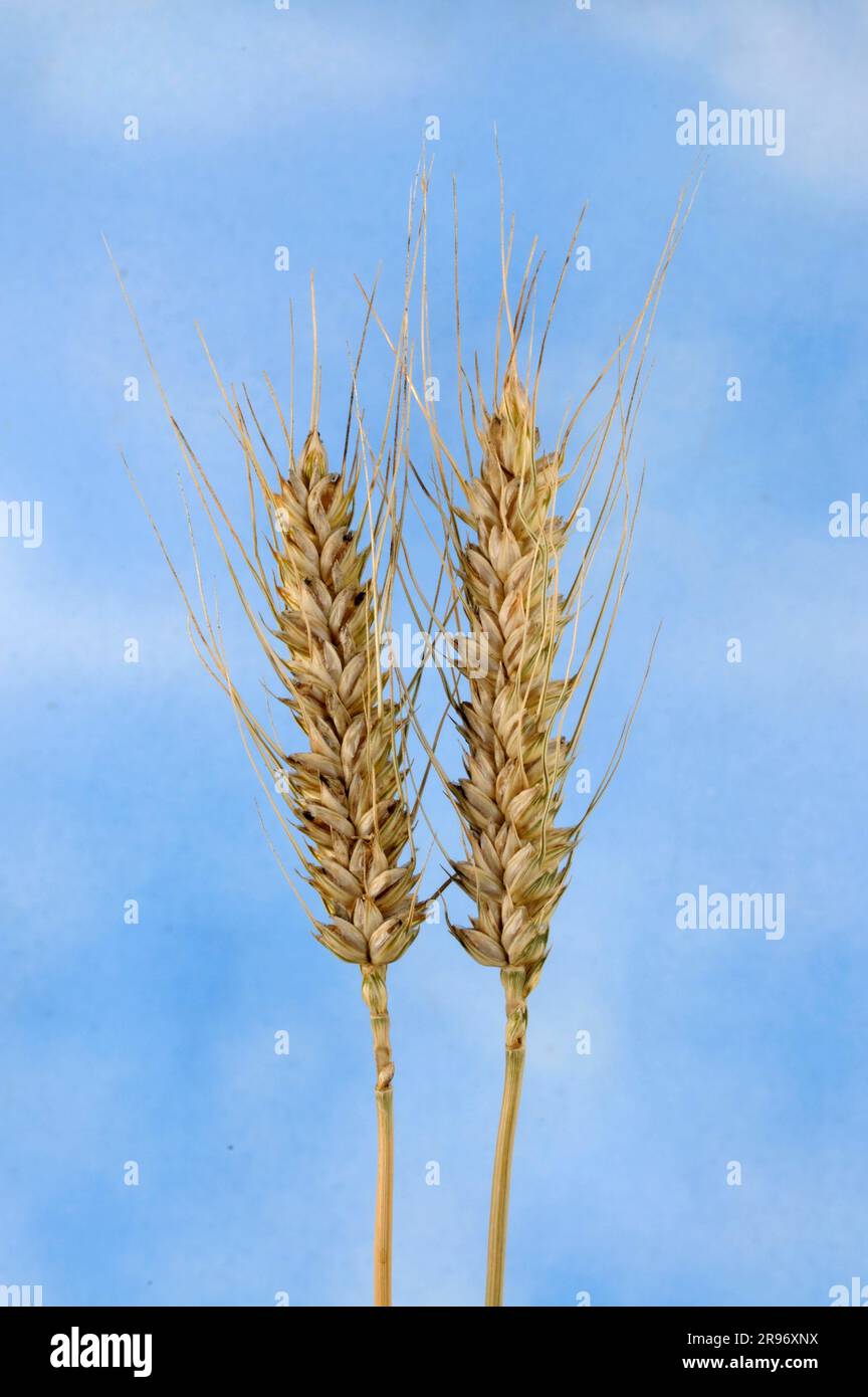 Durum (Triticum durum) 'Aristatum', wheat grains Stock Photo - Alamy