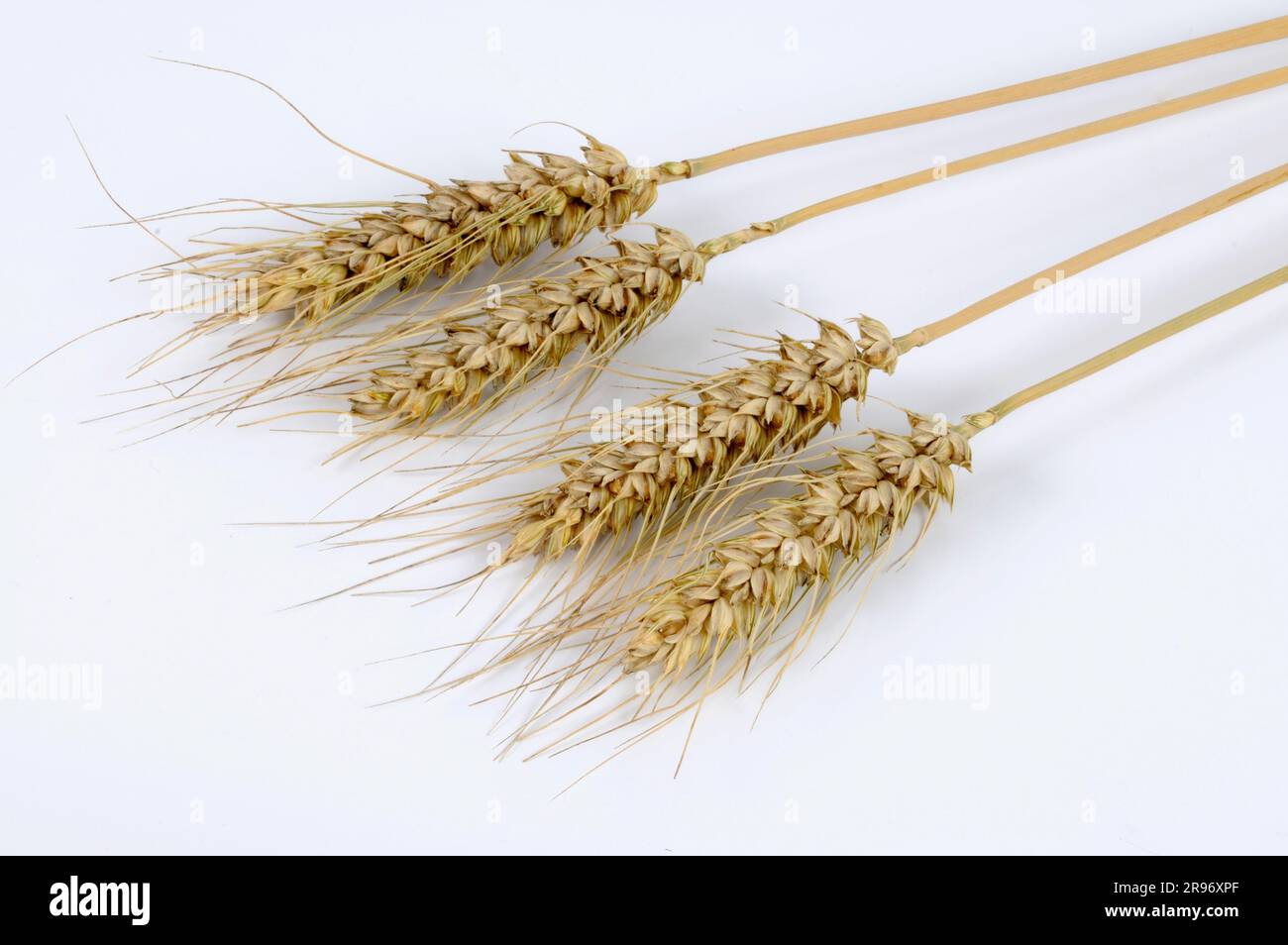 Durum (Triticum durum) 'Aristatum', wheat grains Stock Photo - Alamy