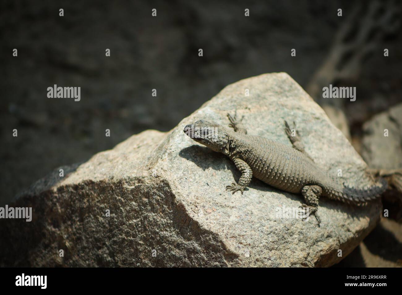 Sunbathing lizard hi-res stock photography and images - Alamy