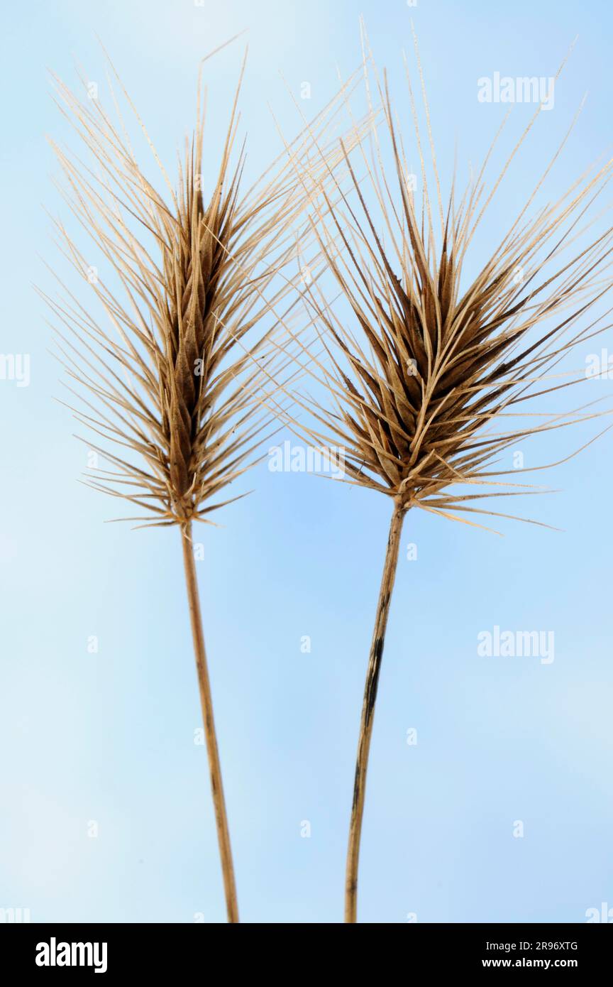 Mouse barley hi-res stock photography and images - Alamy