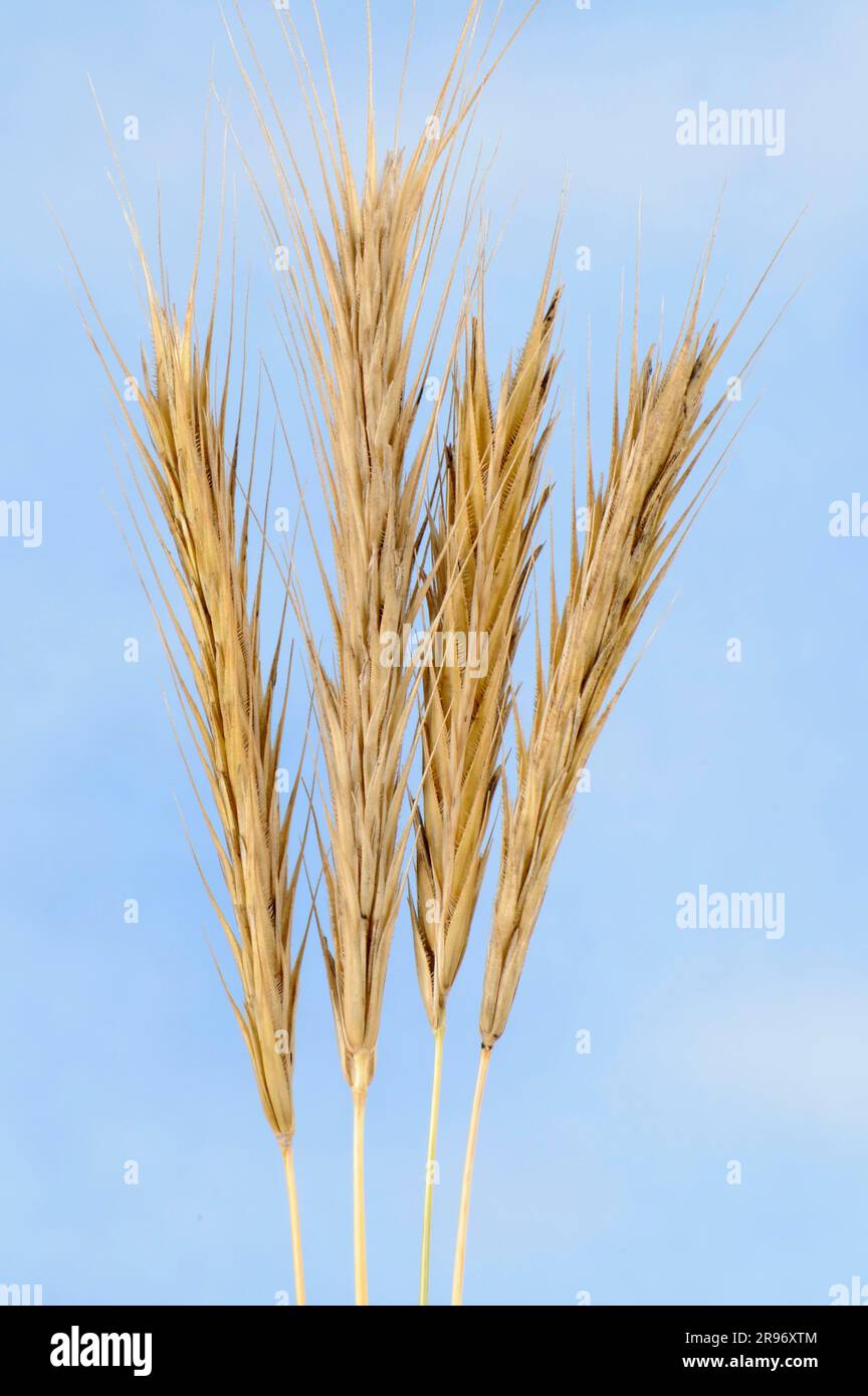 Wild rye (Secale ancestrale Stock Photo - Alamy