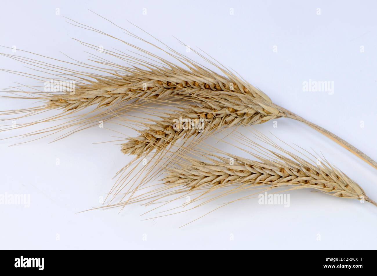 Rye 'Kustro' (Secale cereale cereale Stock Photo - Alamy
