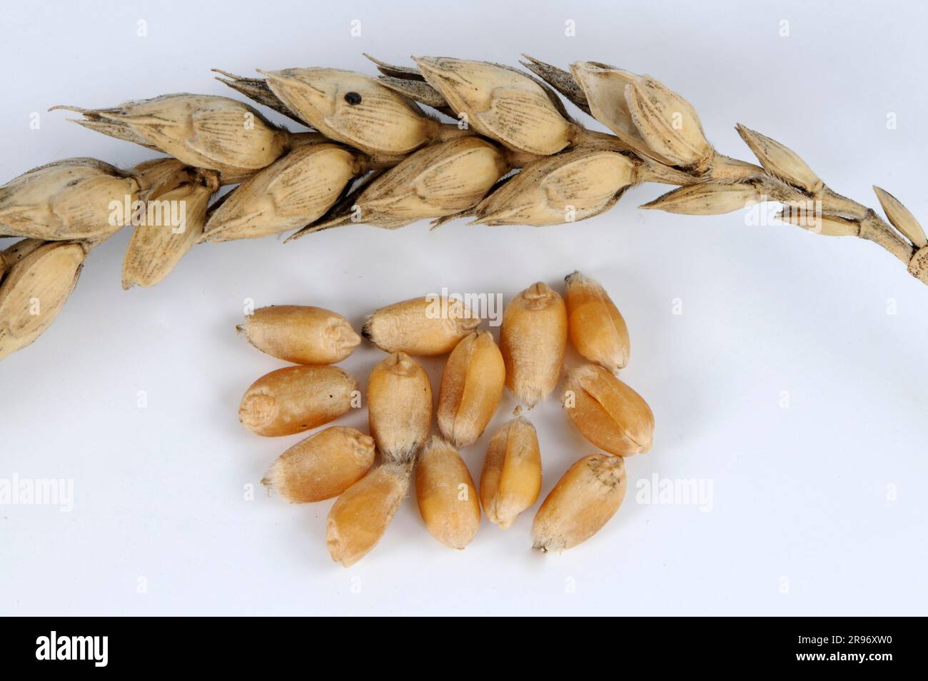 Persian wheat 'Muticum' (Triticum carthlicum), wheat grains Stock Photo ...