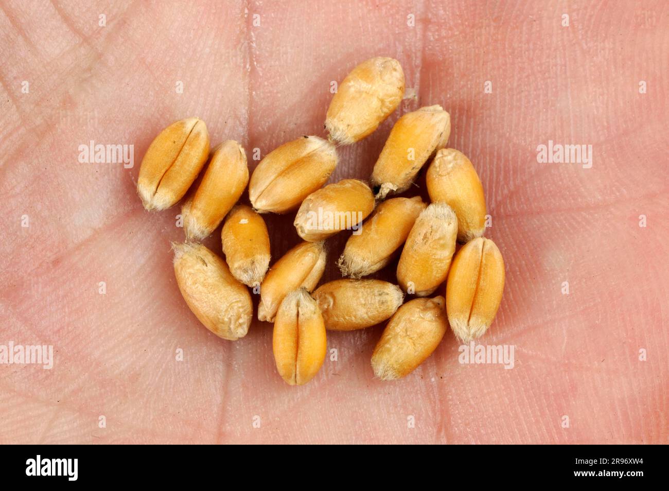 Botany wheat triticum common hi-res stock photography and images - Alamy