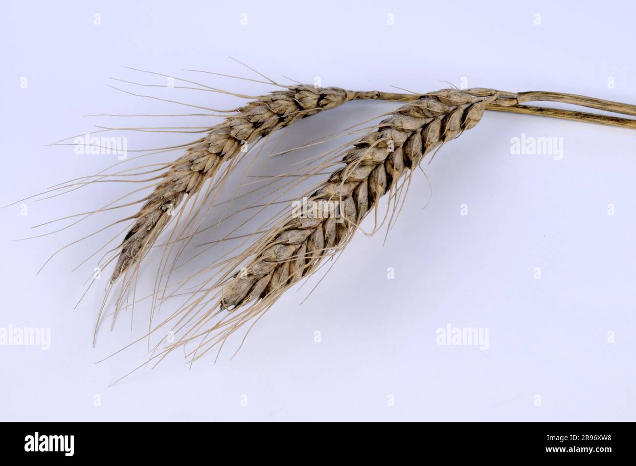 Triticum macha hi-res stock photography and images - Alamy