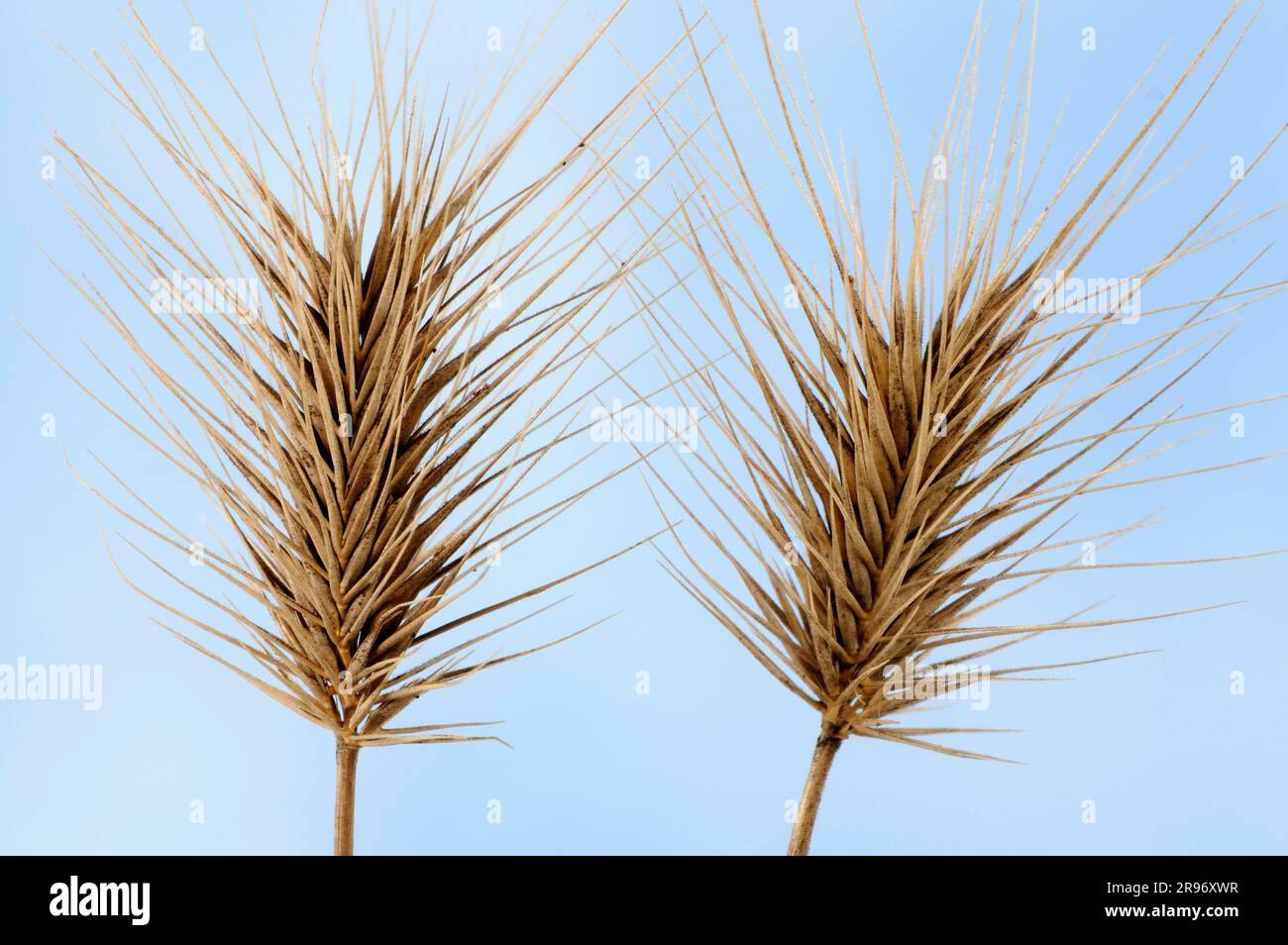 Hordeum murinum grass hi-res stock photography and images - Alamy
