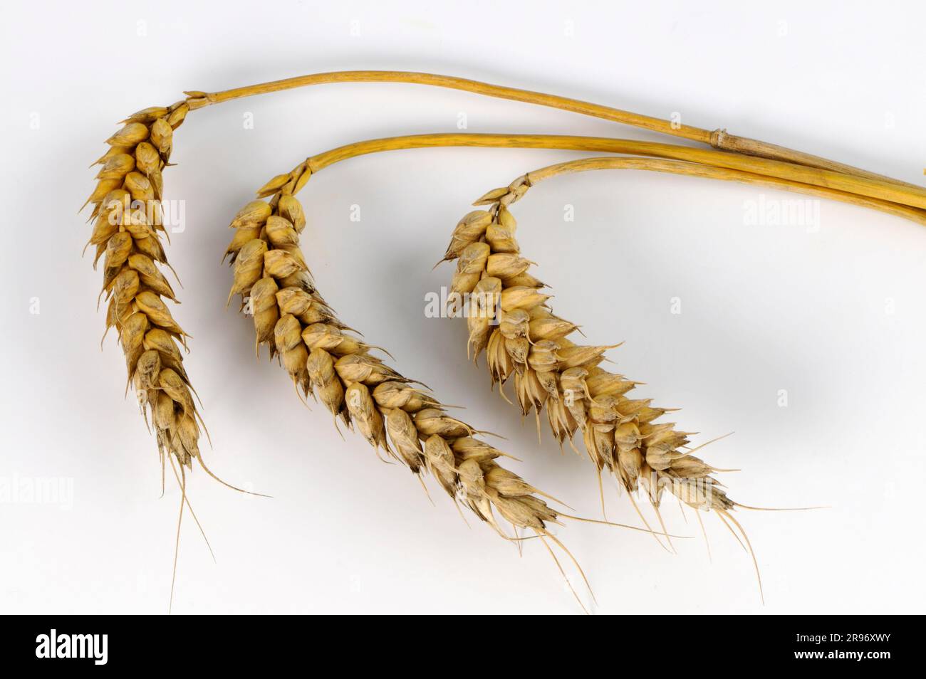Botany wheat triticum common hi-res stock photography and images - Alamy