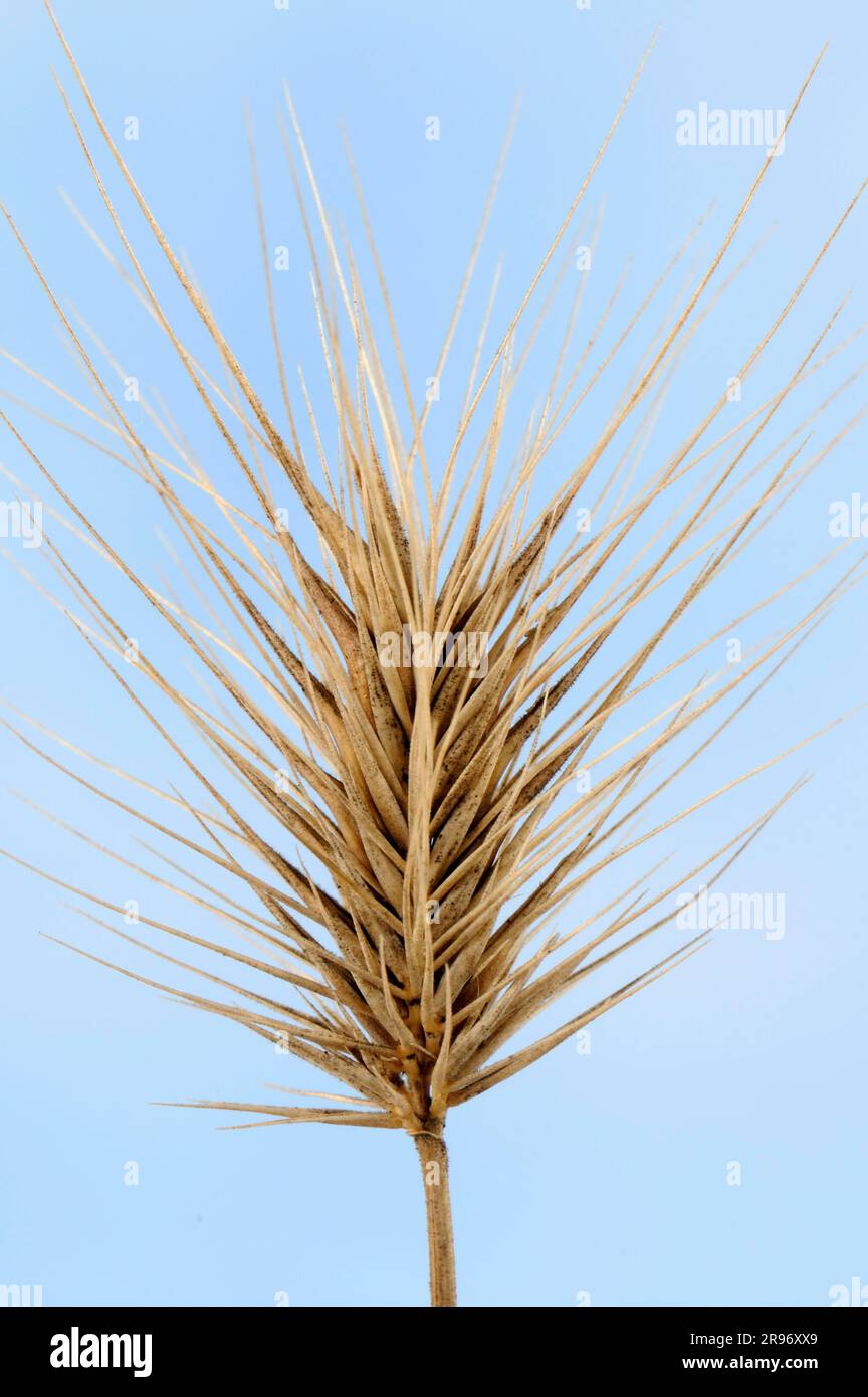 Murinum hi-res stock photography and images - Alamy