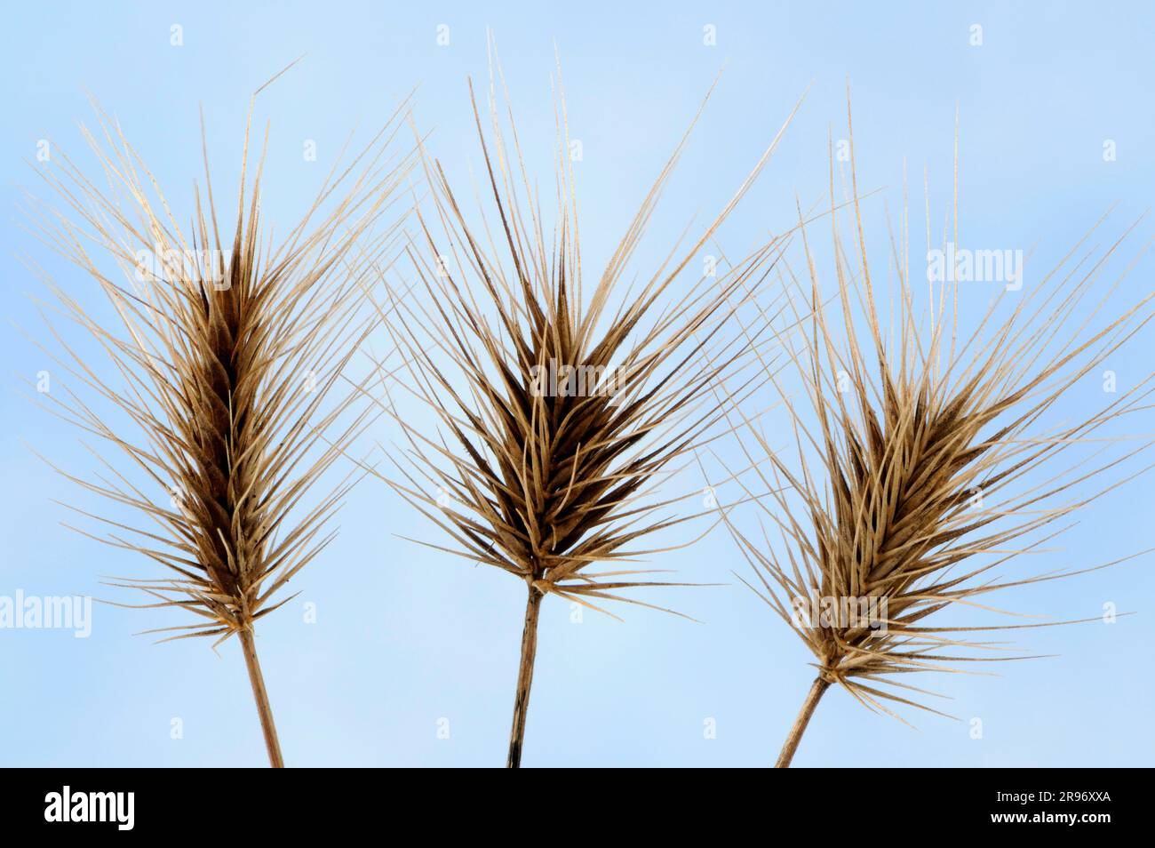 Hordeum murinum grass hi-res stock photography and images - Alamy