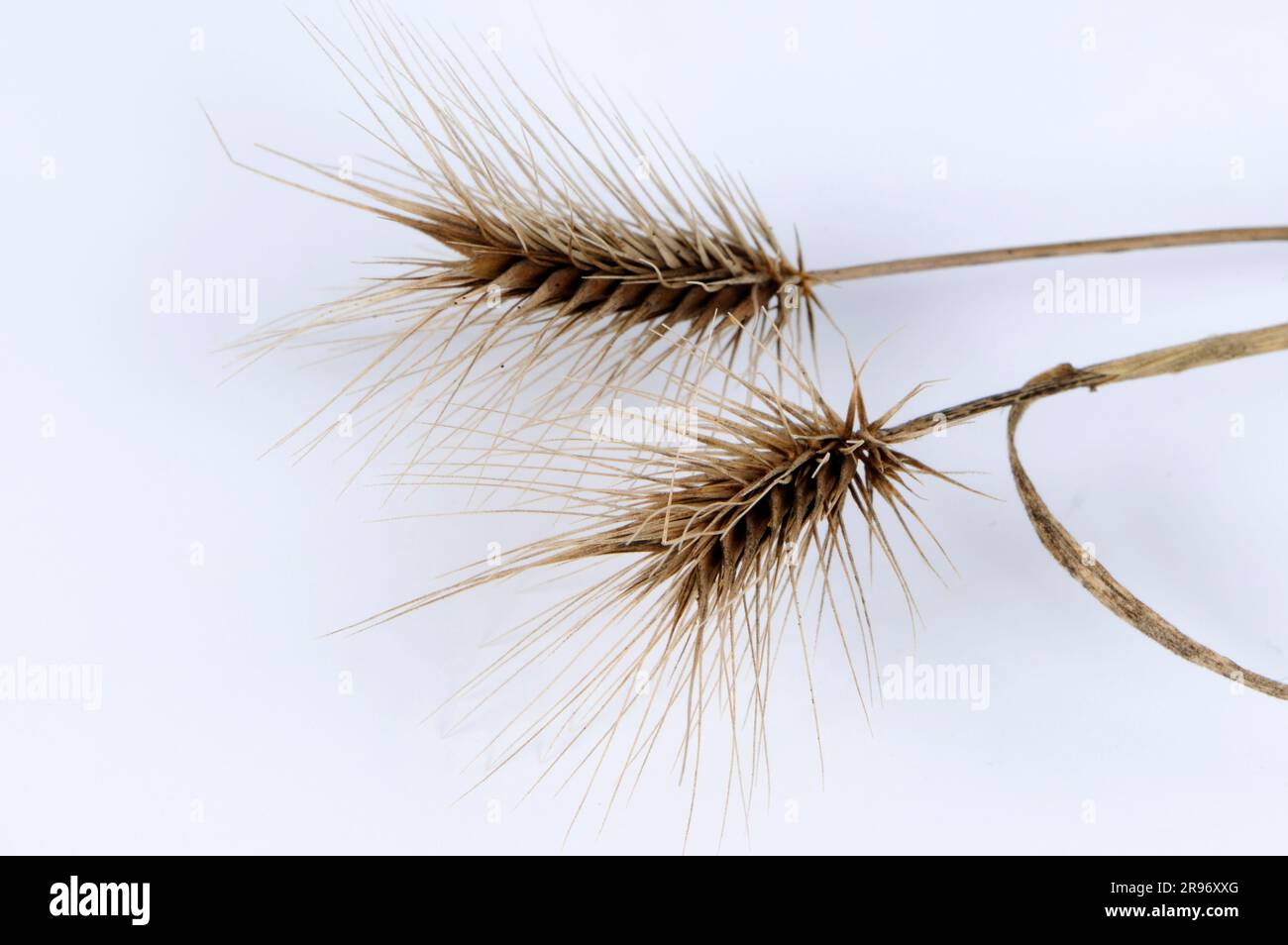 Mouse barley hi-res stock photography and images - Alamy
