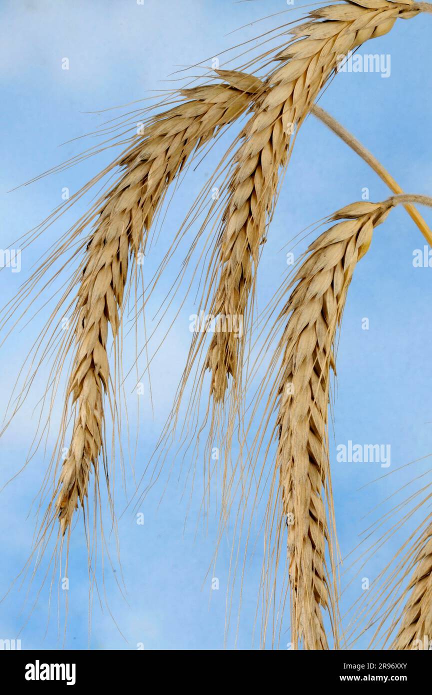 Rye x wheat hi-res stock photography and images - Alamy