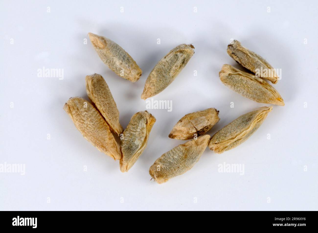 Pelkus summer rye' (Secale cereale cereale), rye grains Stock Photo - Alamy