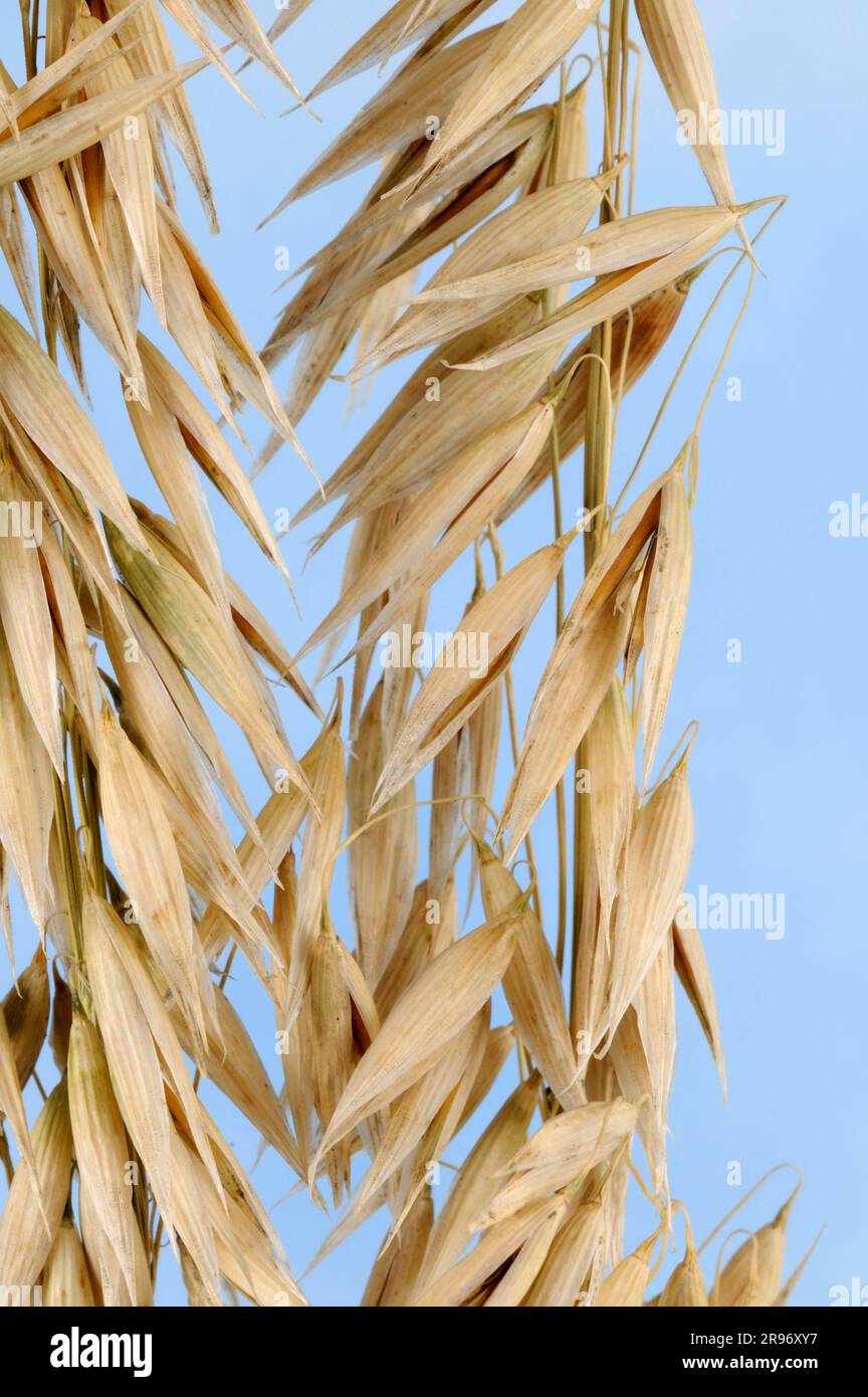 Abyssinian oats (Avena abyssinica), Abyssinian oats Stock Photo - Alamy