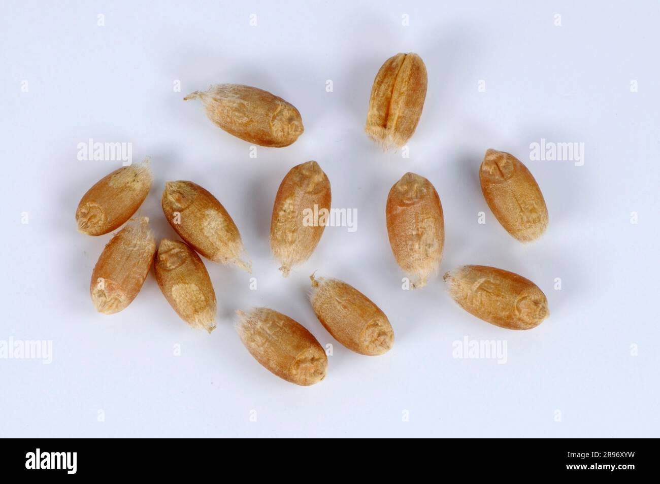 Seed wheat (Triticum aestivum), wheat, wheat grains Stock Photo - Alamy