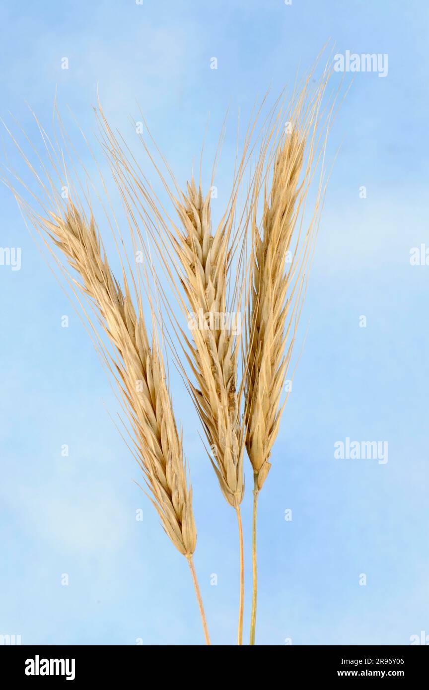 Pelkus summer rye' (Secale cereale cereale Stock Photo - Alamy