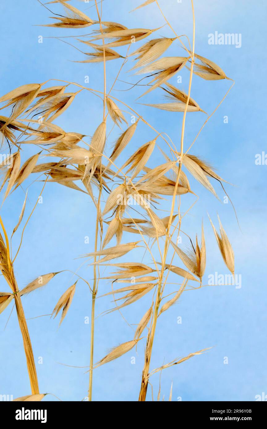 Bearded oats (Avena barbata), Oats Stock Photo - Alamy