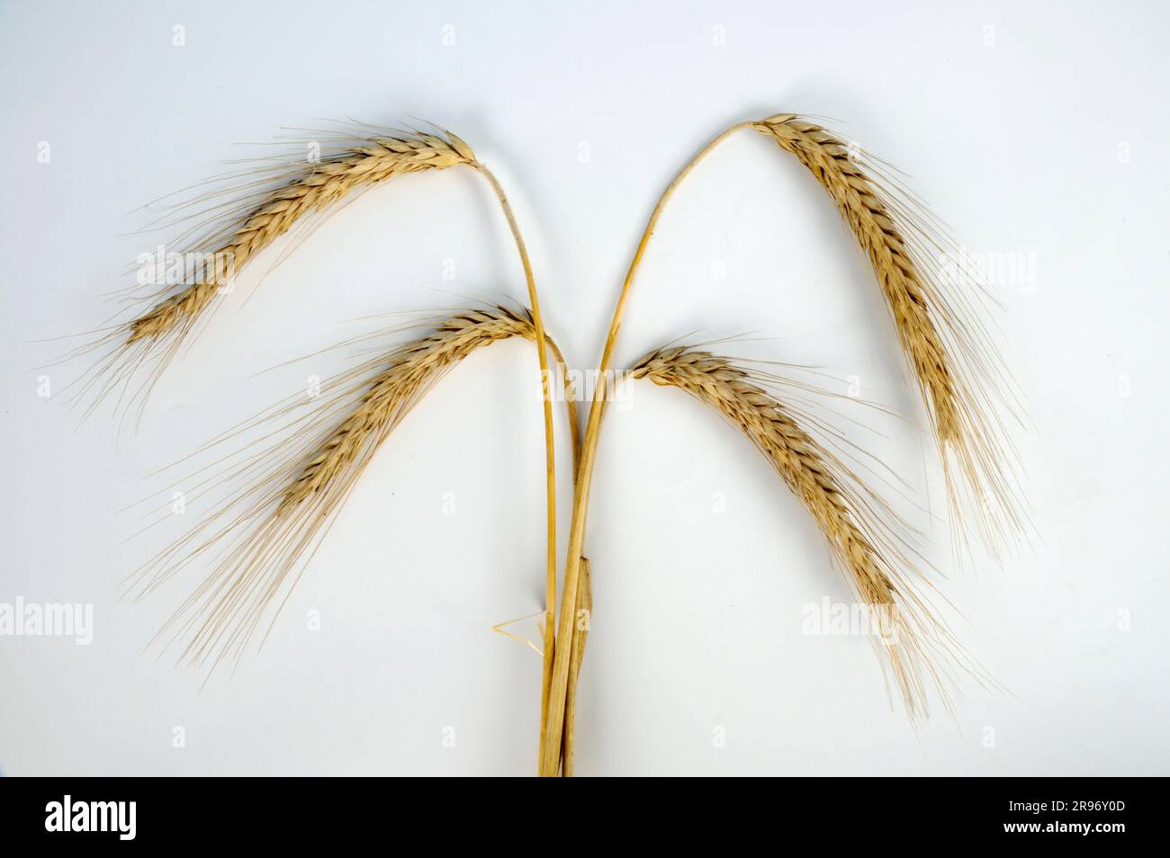 Rye x wheat hi-res stock photography and images - Alamy