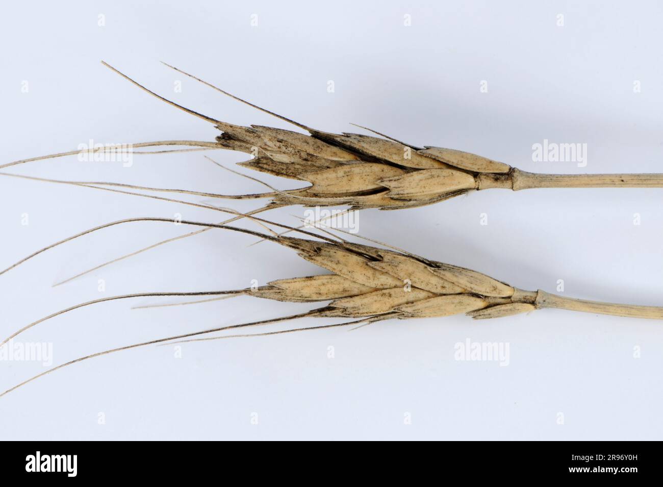 Urartu wheat (Triticum urartu Stock Photo - Alamy