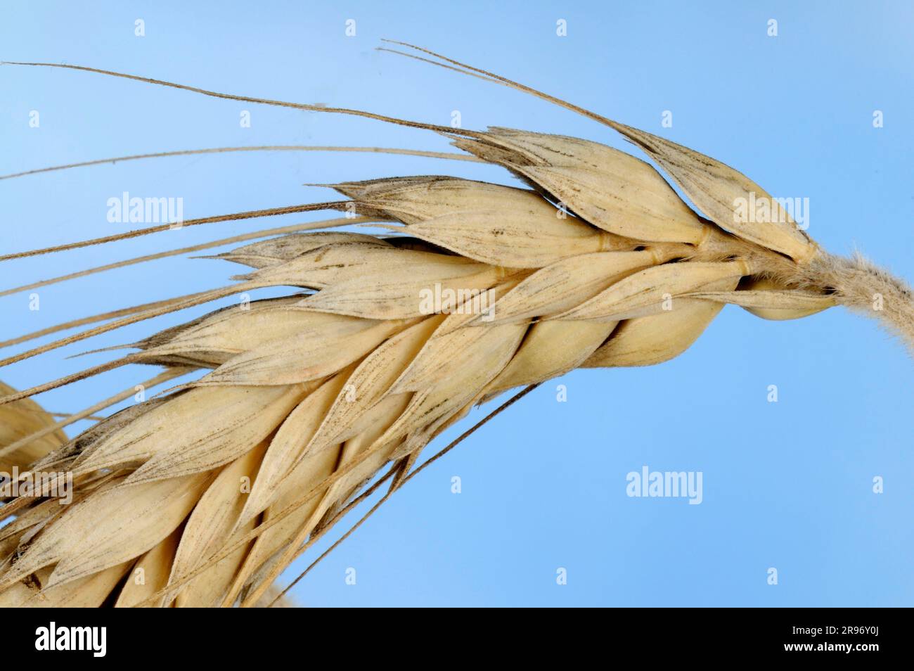 X triticosecale hi-res stock photography and images - Alamy