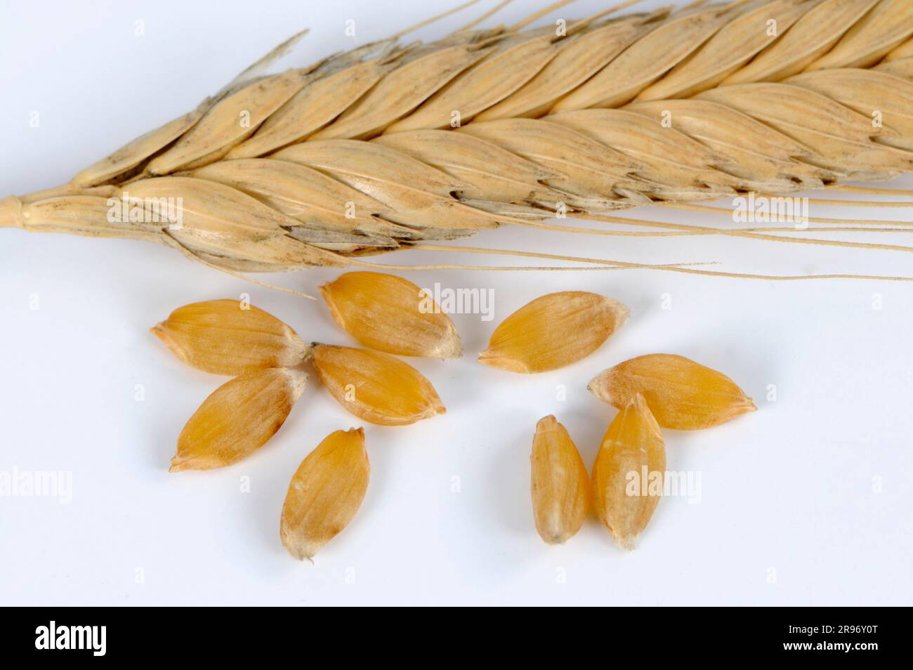 Cereal grains studio hi-res stock photography and images - Alamy