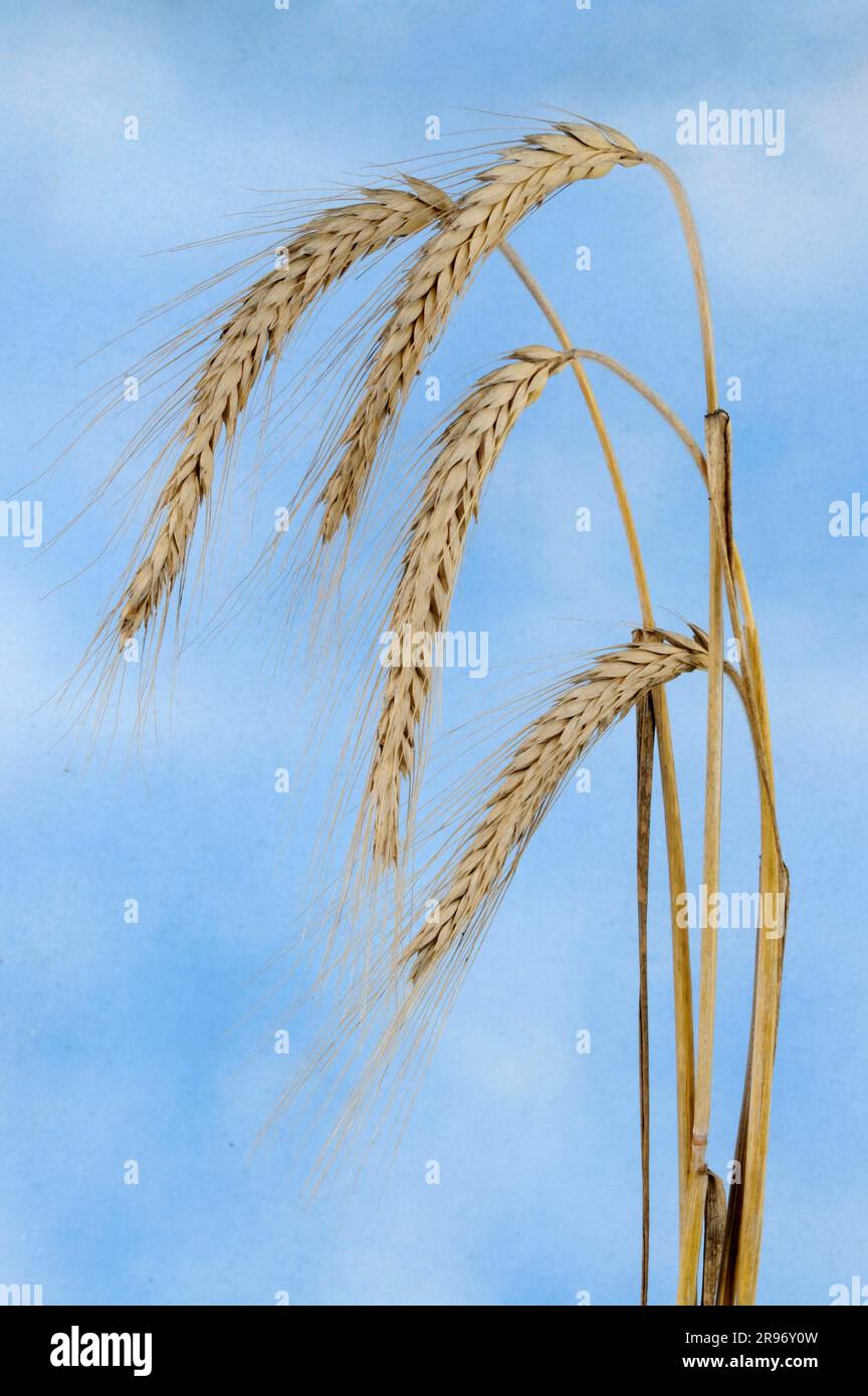 Rye x wheat hi-res stock photography and images - Alamy