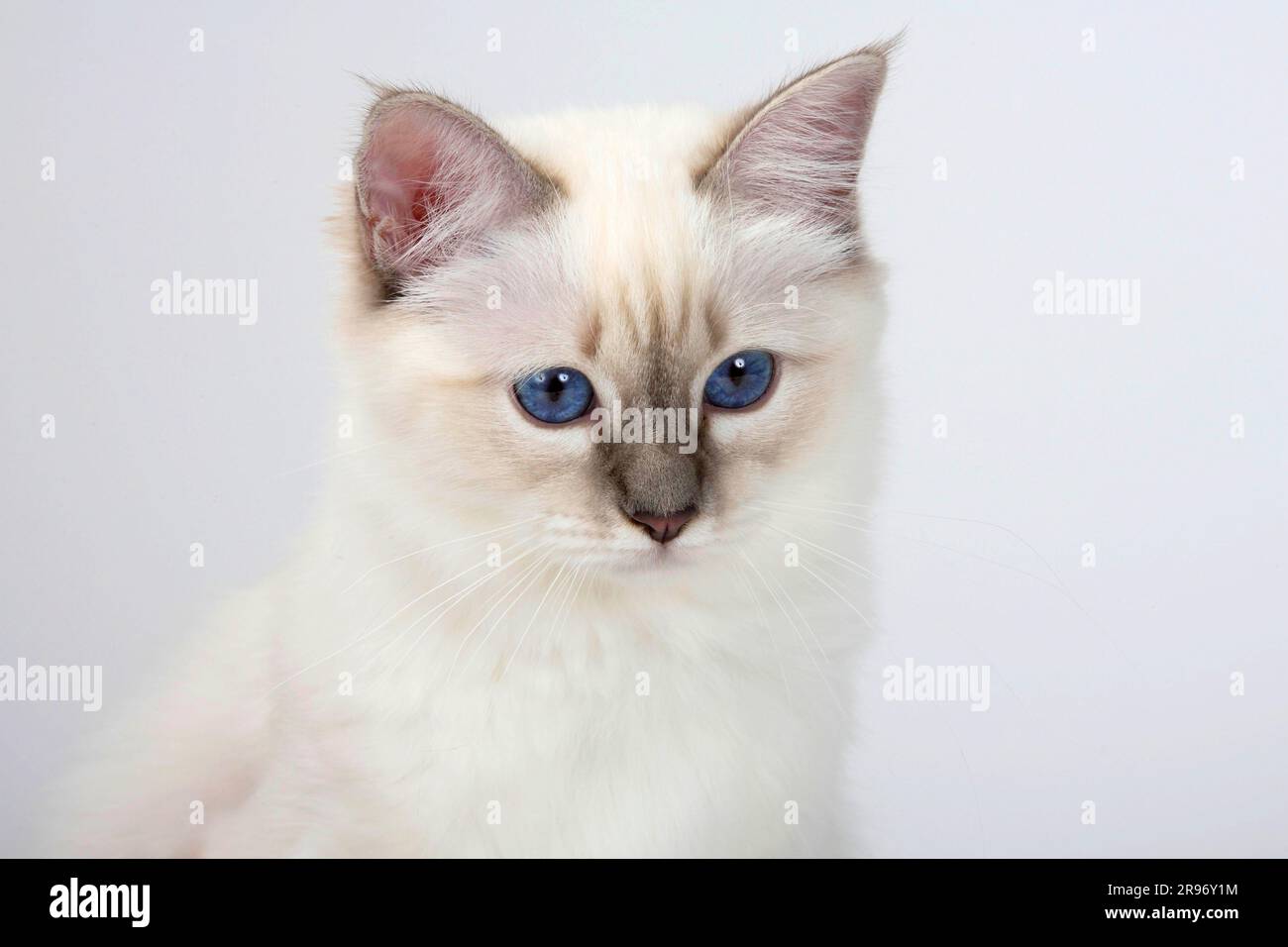 Birman cat, blue tabby point hi-res stock photography and images - Alamy