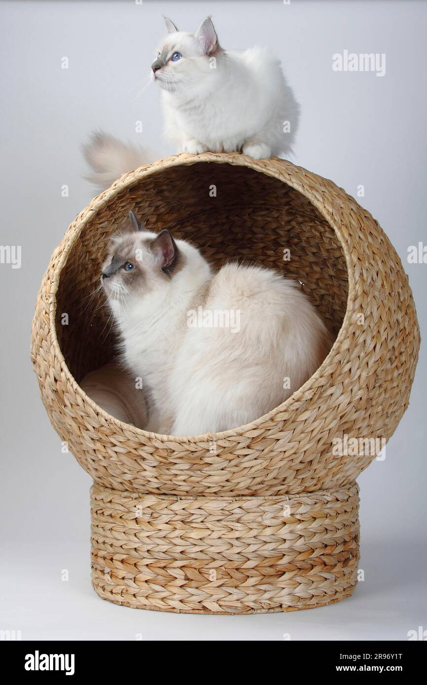 Birman cats, blue-point and blue-tabby-point, 5 months, Holy Birman ...