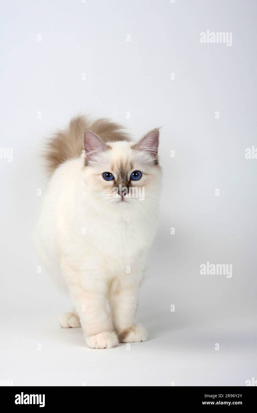 Birman cat, blue tabby point hi-res stock photography and images - Alamy