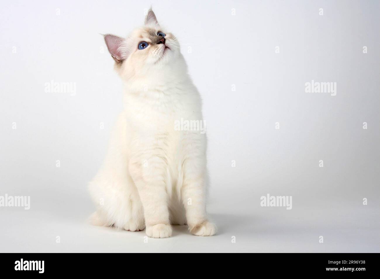 Birman cat, blue tabby point hi-res stock photography and images - Alamy