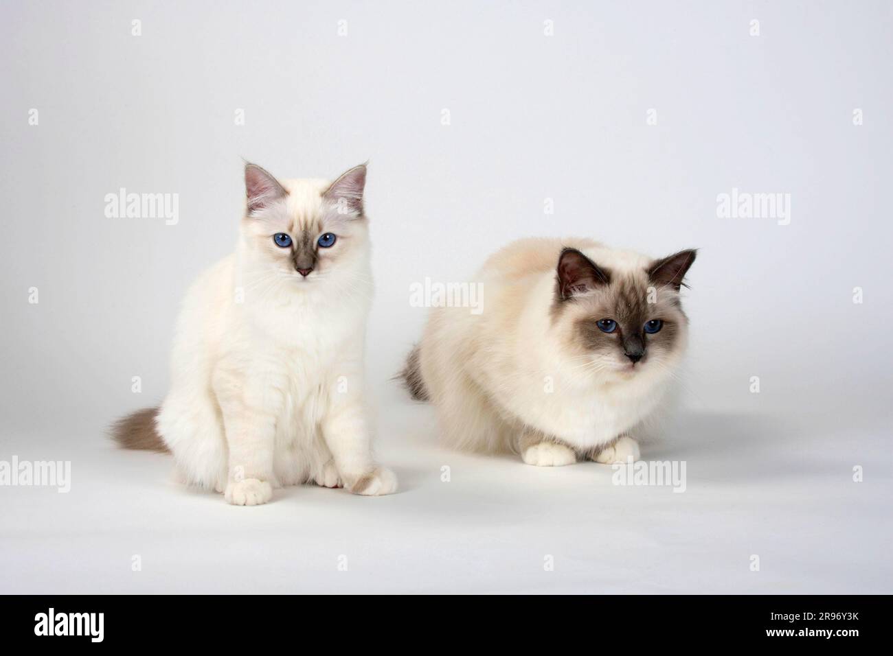 Birman cats, blue-point and blue-tabby-point, 5 months, Holy Birman ...