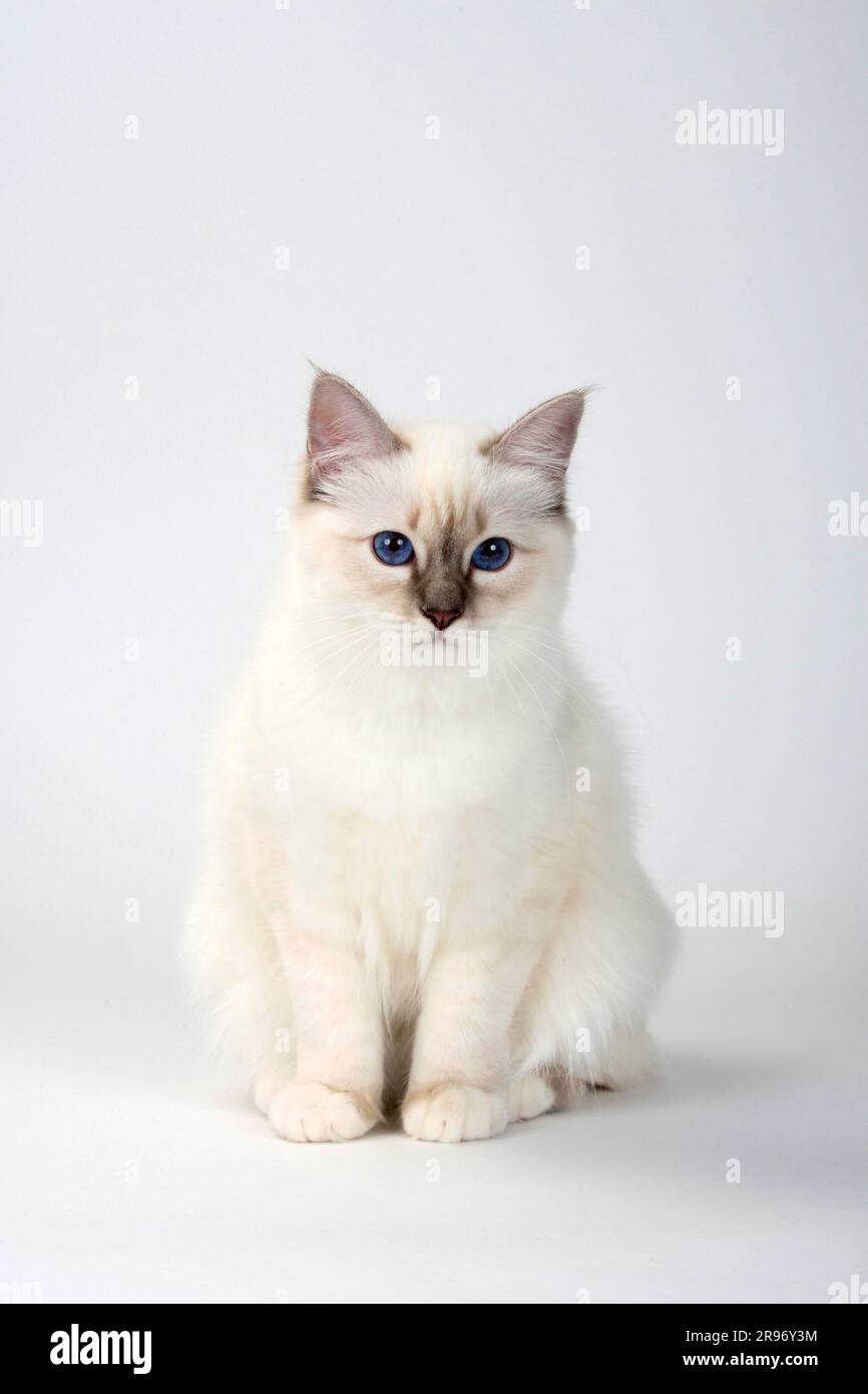 Birman cat, blue-tabby-point, 5 months, Holy Burma Stock Photo - Alamy