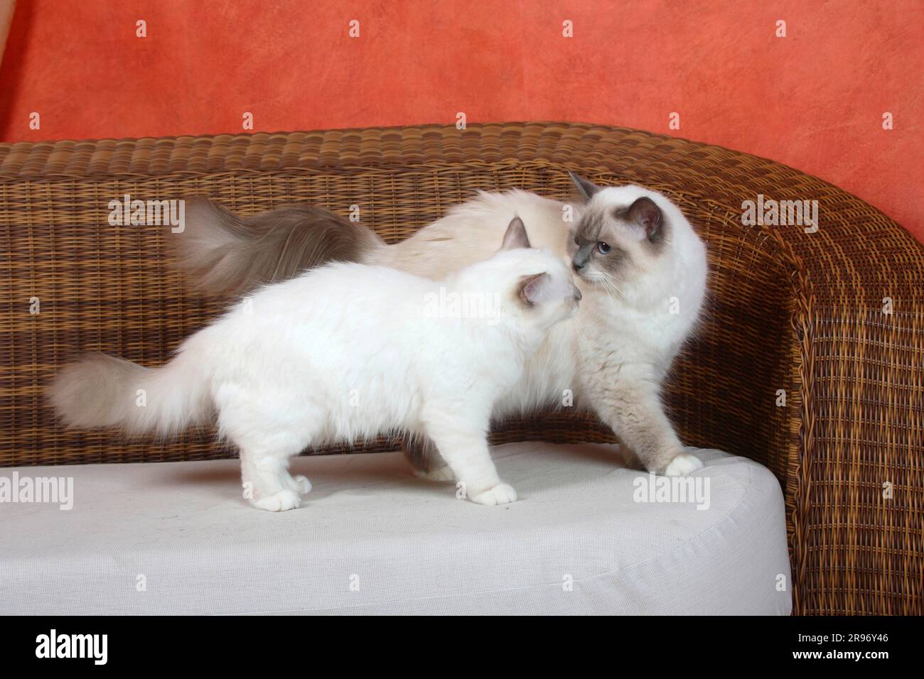 Birman cats, blue-point and blue-tabby-point, 5 months, Holy Birman ...