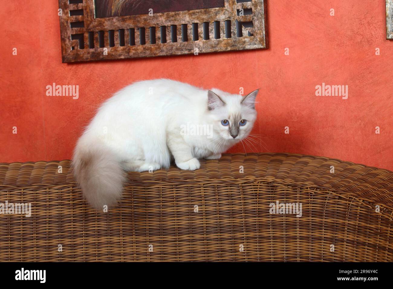 Blue tabby point birman hi-res stock photography and images - Alamy