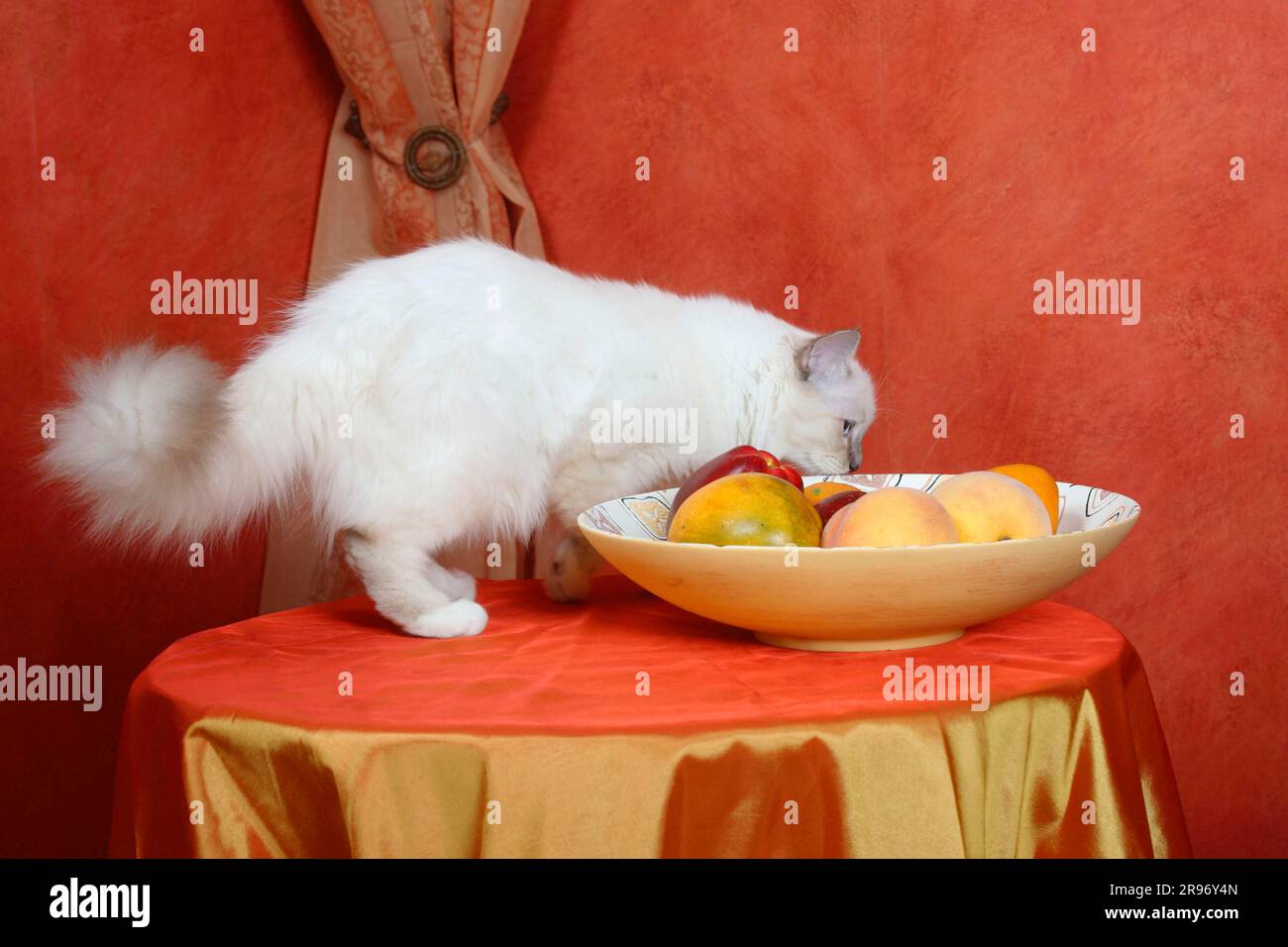Birman cat, blue-tabby-point, 5 months, Holy Burma Stock Photo - Alamy