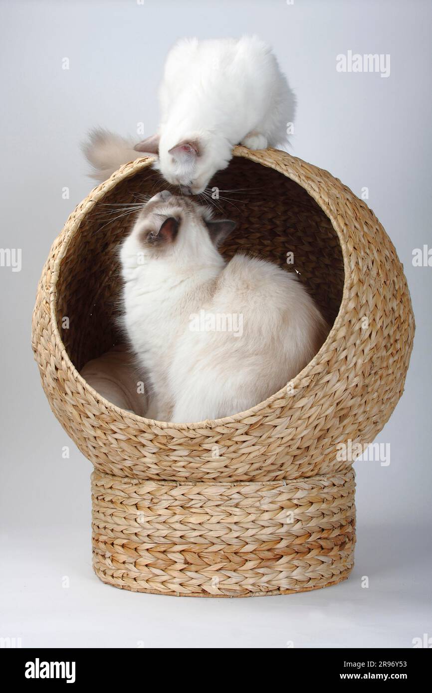 Birman cats, blue-point and blue-tabby-point, 5 months, Holy Birman ...