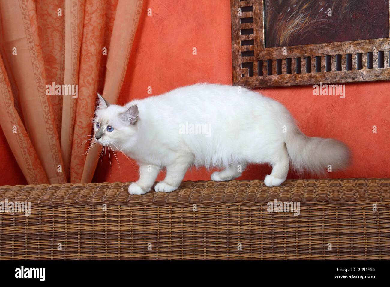 Birman cat, blue-tabby-point, 5 months, holy birman, sideways Stock ...