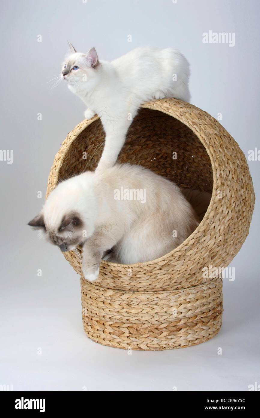 Birman cats, blue-point and blue-tabby-point, 5 months, Holy Birman ...
