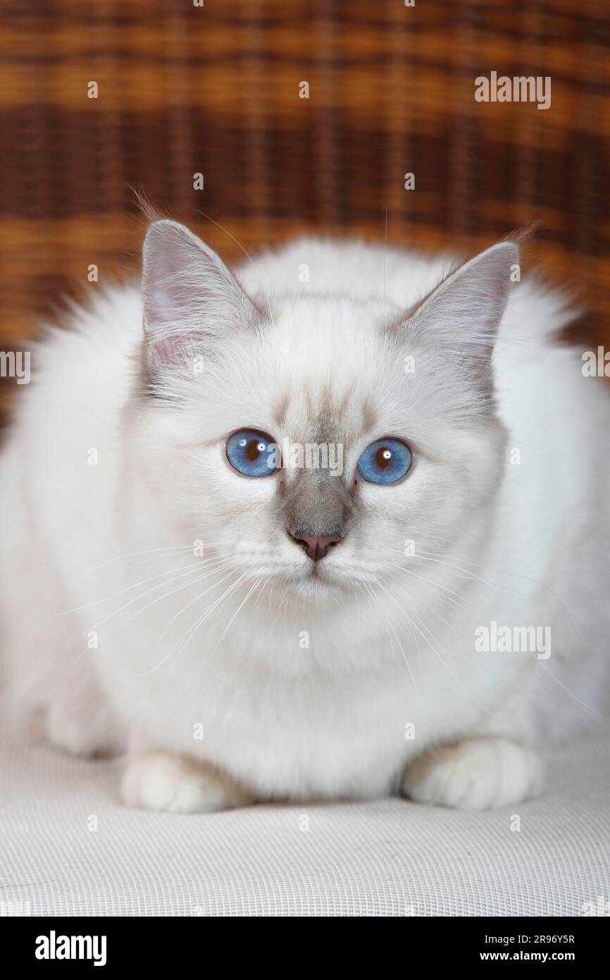 Birman cat, blue-tabby-point, 5 months, Holy Burma Stock Photo - Alamy
