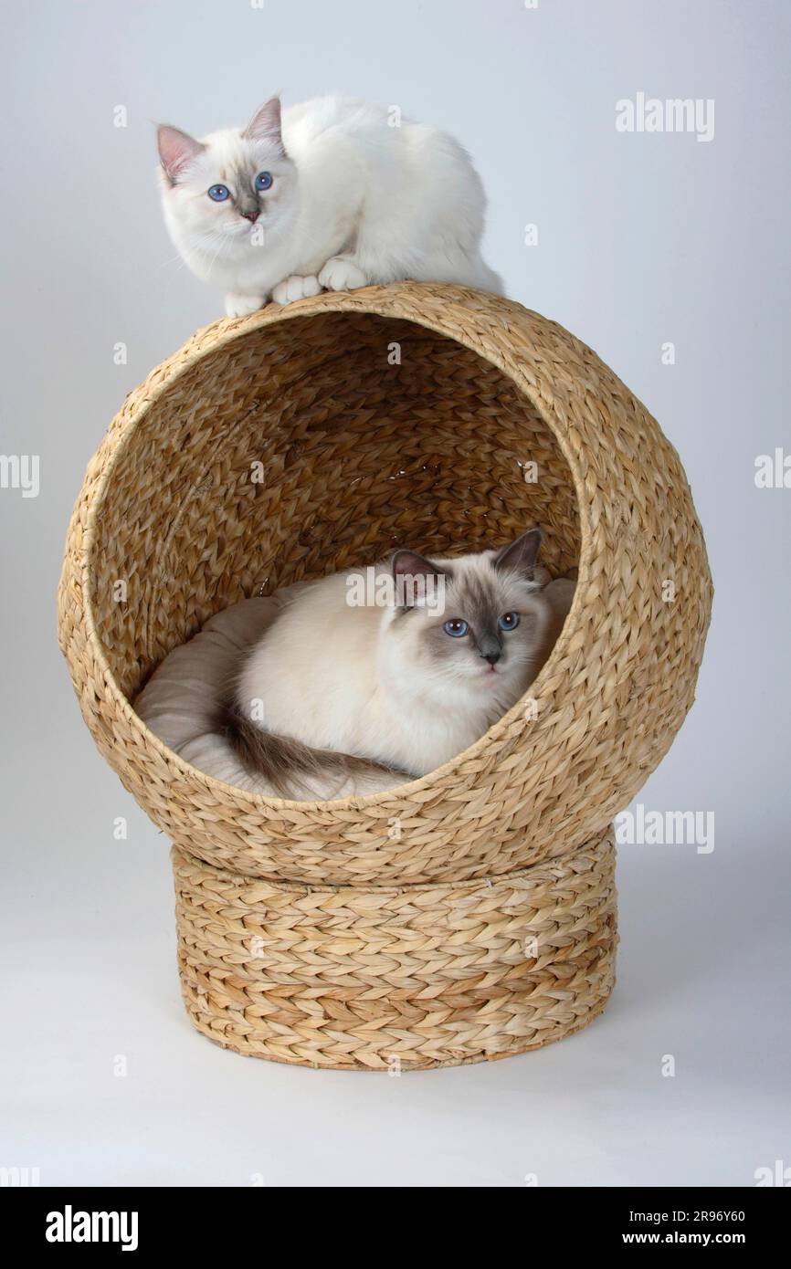 Birman cats, blue-point and blue-tabby-point, 5 months, Holy Birman ...
