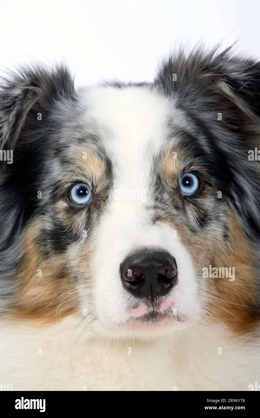 Australian Shepherd, 6 years old, blue-merle Stock Photo - Alamy